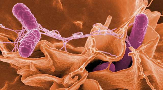 common-diseases-spanish-vocabulary – SpanishPodcast